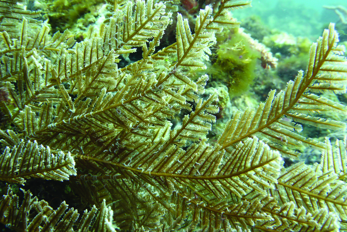 Stinging hydroid | Laboratory News