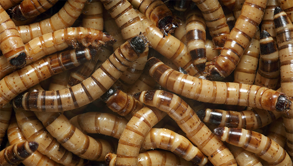 Plastic-eating superworms host biodegrading gut bacteria | Laboratory News