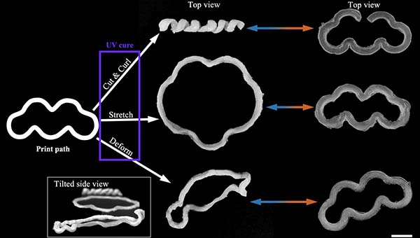Reactive 3D printing for autonomous shapeshifting materials ...
