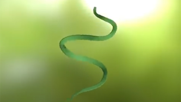 How flying snakes glide | Laboratory News