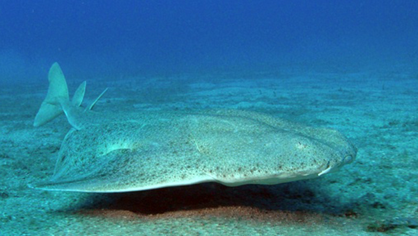 Advantage flat angel shark | Laboratory News