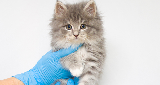 Laboratory worker allergies go under the microscope | Laboratory News