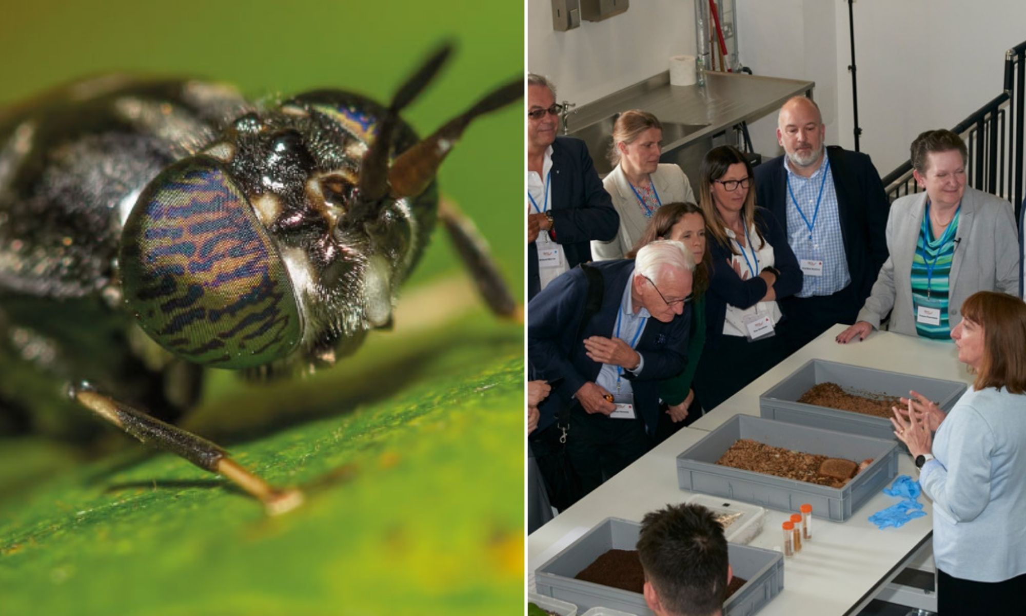 Fera Science launches £1million laboratory for insect bioconversion in ...