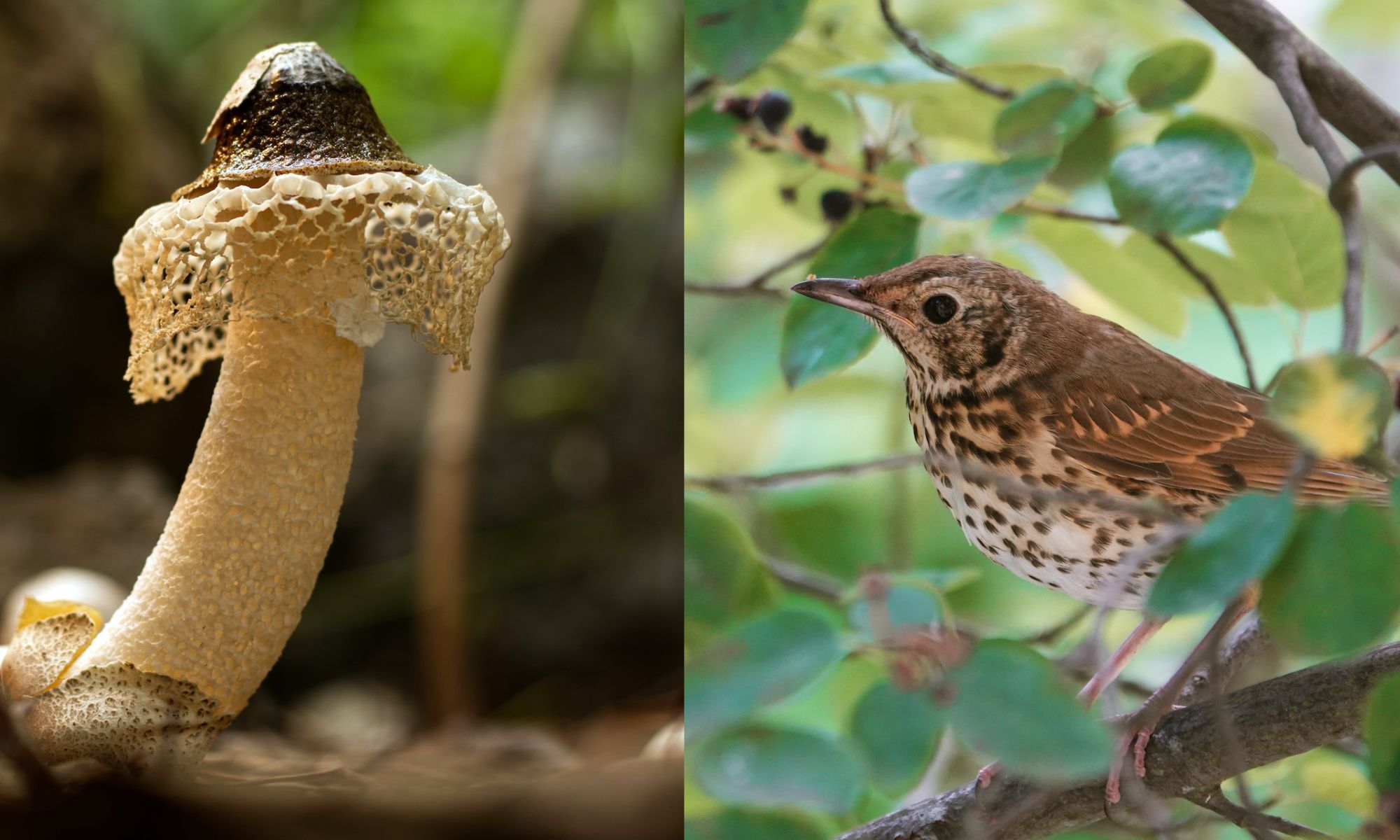 Culture guffaws: Latin liberties and trends in taxonomy | Laboratory News