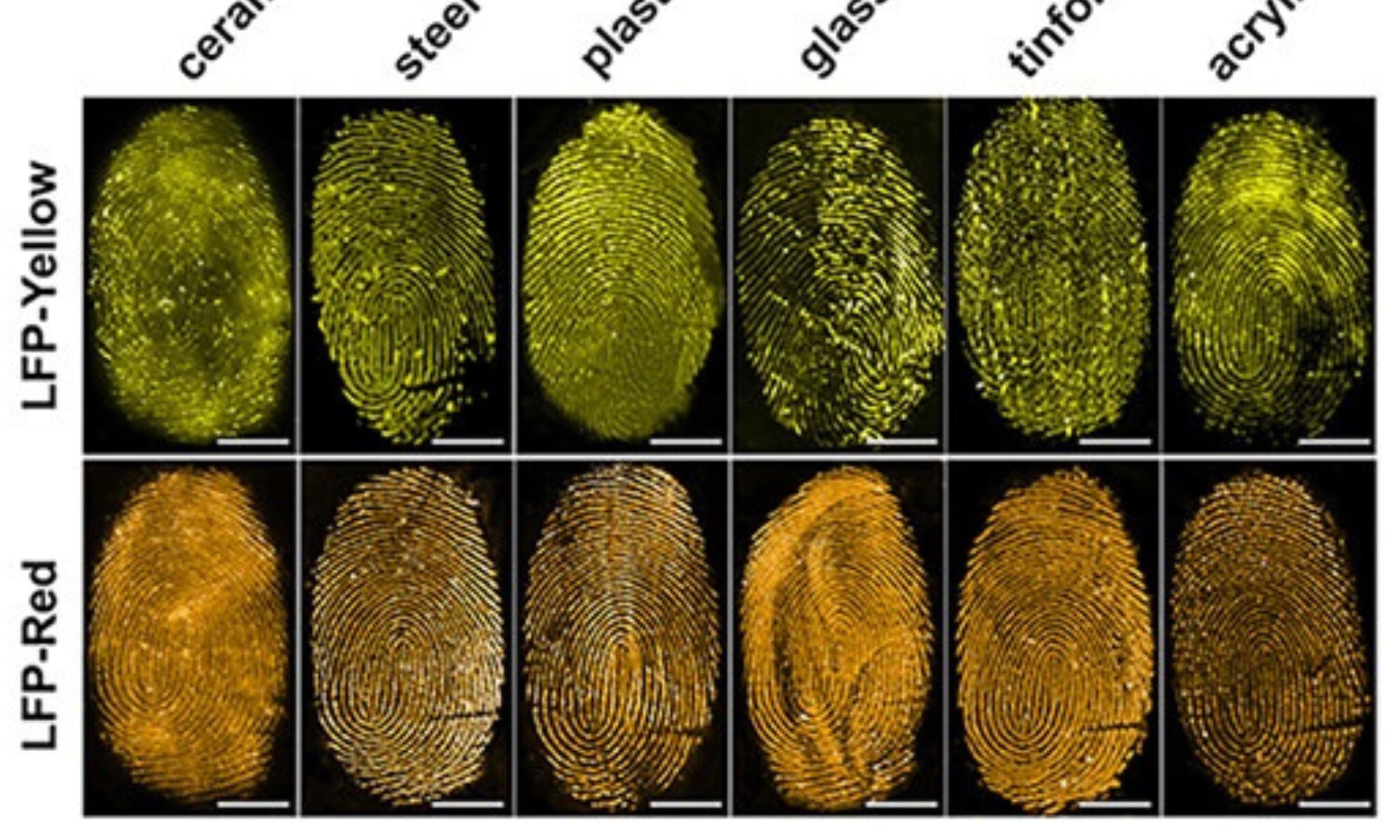Jellyfish inspire fast forensics fingerprint breakthrough | Laboratory News