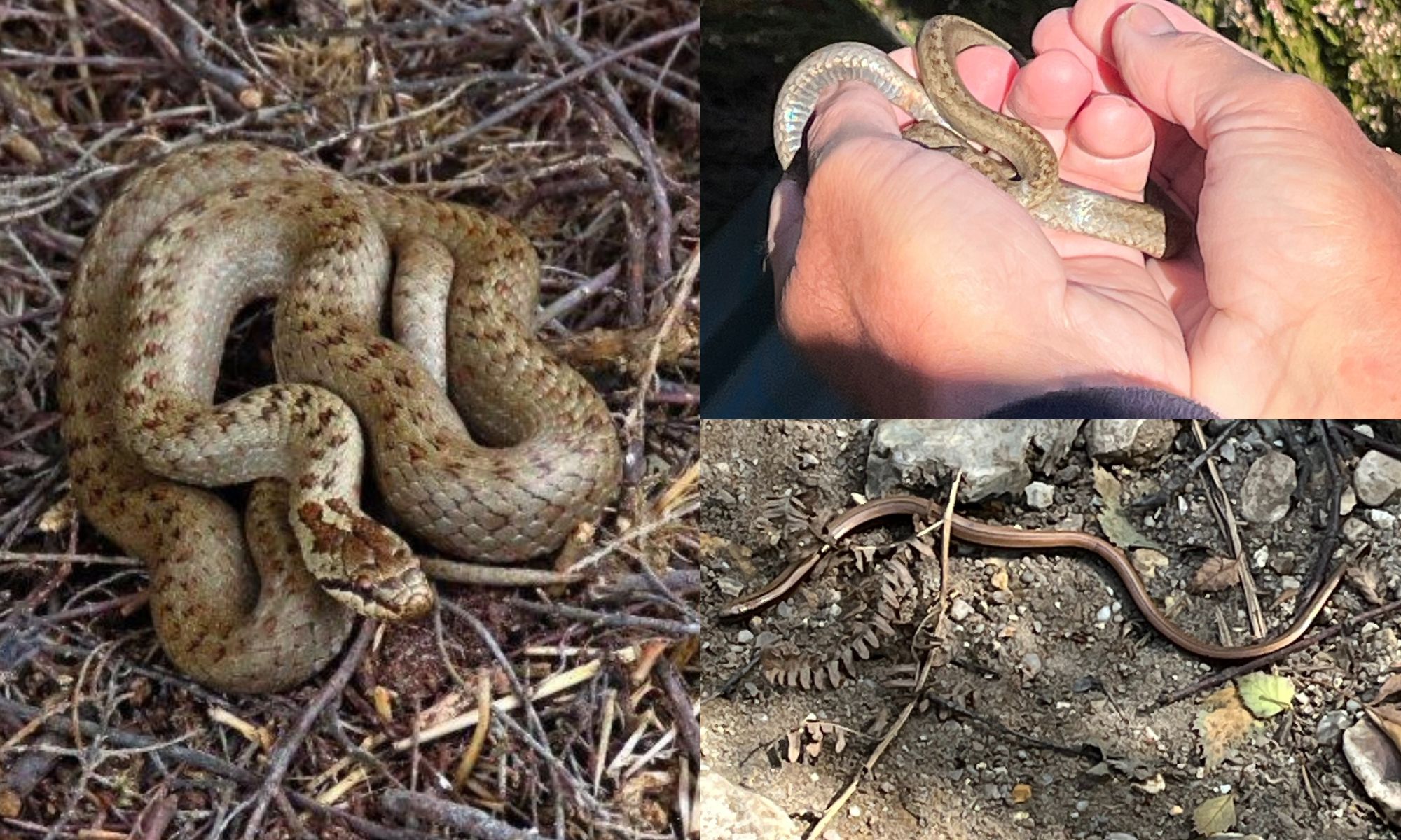 UK’s rarest reptile takes firmer hold in Devon | Laboratory News